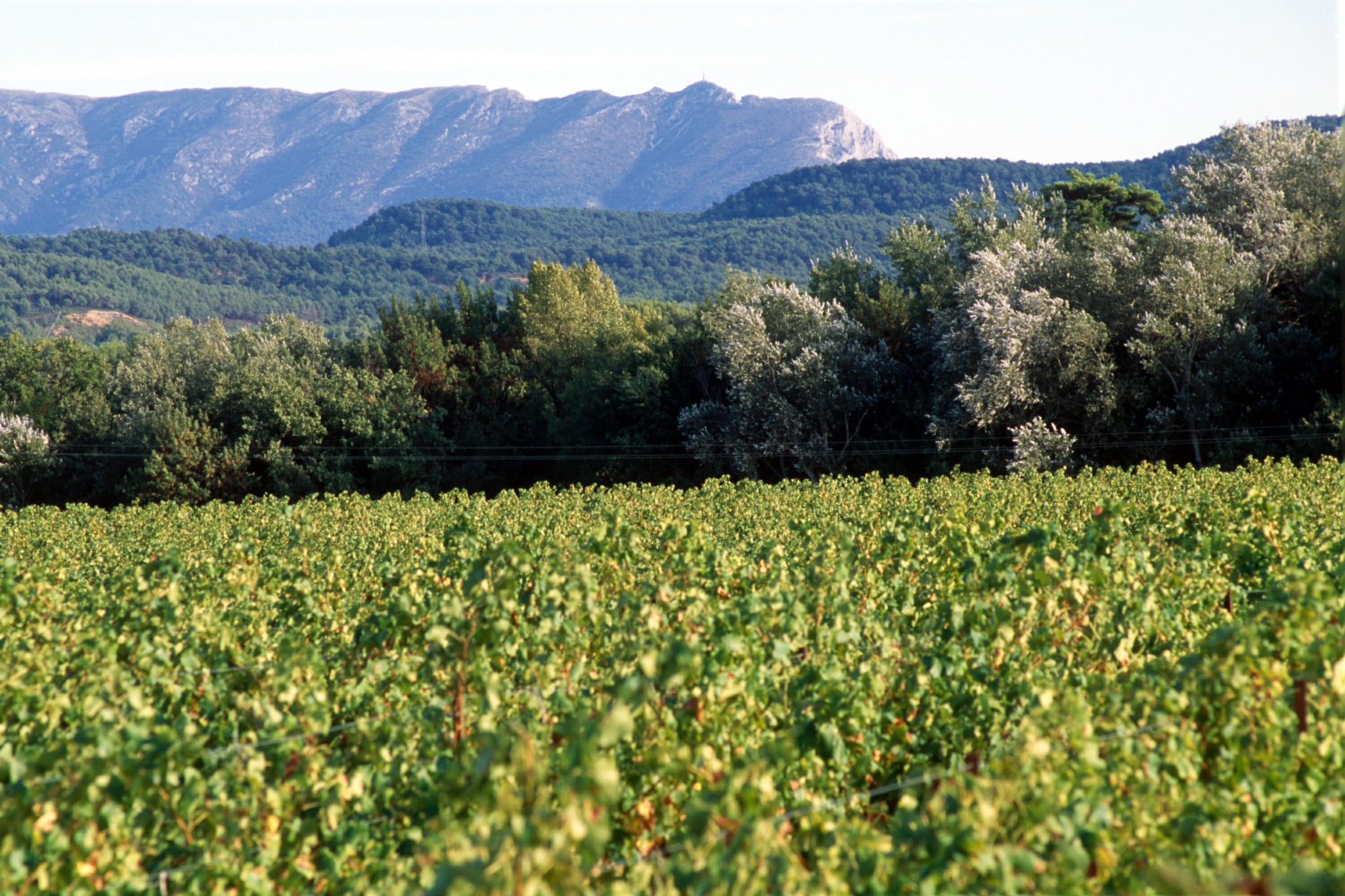 Vignobles & Terroirs – Syndicat des vins Aix